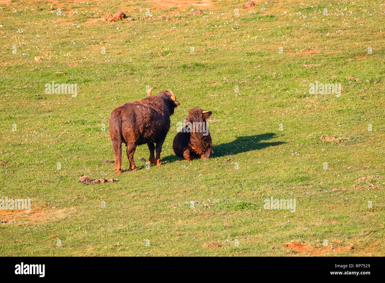 Buffalo in grass field Stock Photo - Alamy