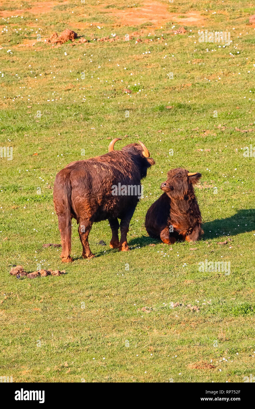 Buffalo in grass field Stock Photo - Alamy