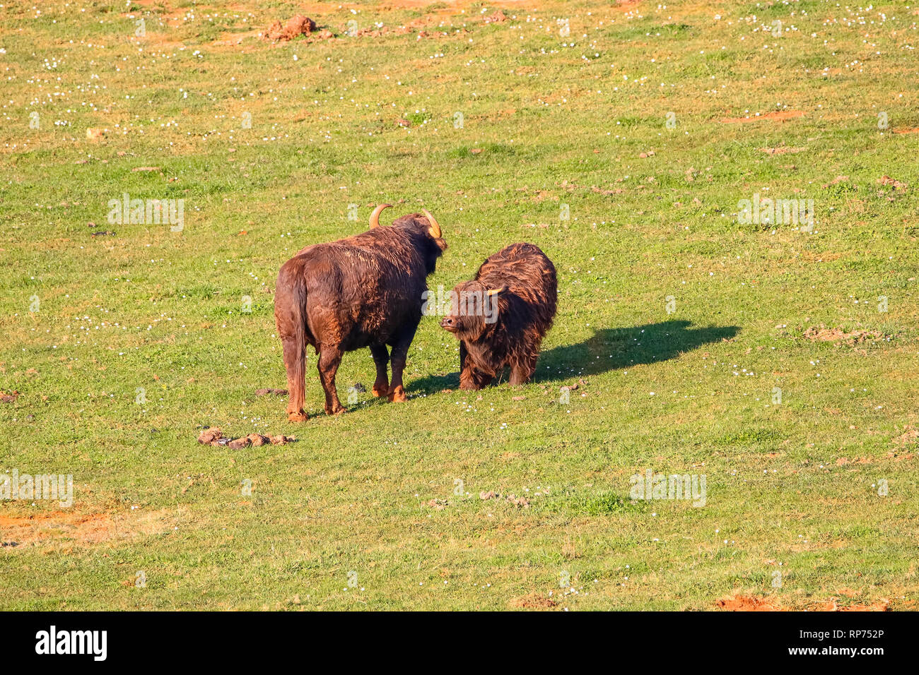 Buffalo in grass field Stock Photo - Alamy