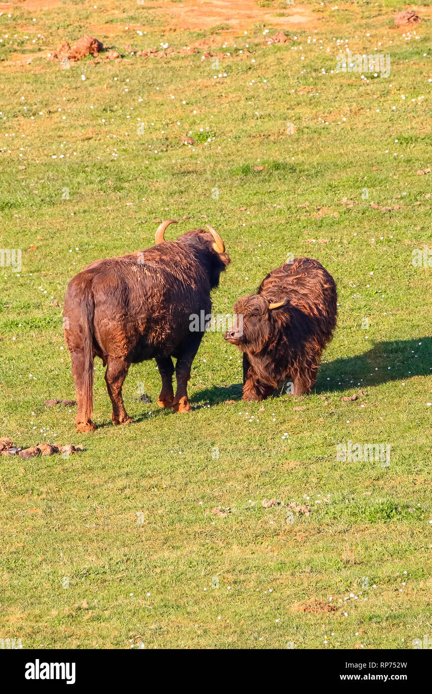 Buffalo in grass field Stock Photo - Alamy