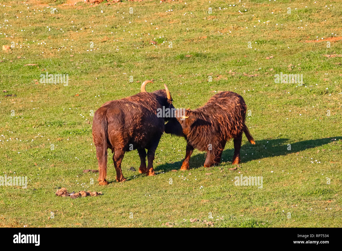 Buffalo in grass field Stock Photo - Alamy
