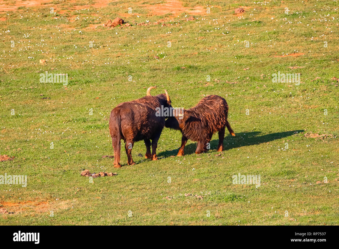 Buffalo in grass field Stock Photo - Alamy