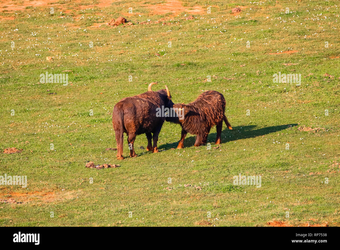Buffalo in grass field Stock Photo - Alamy
