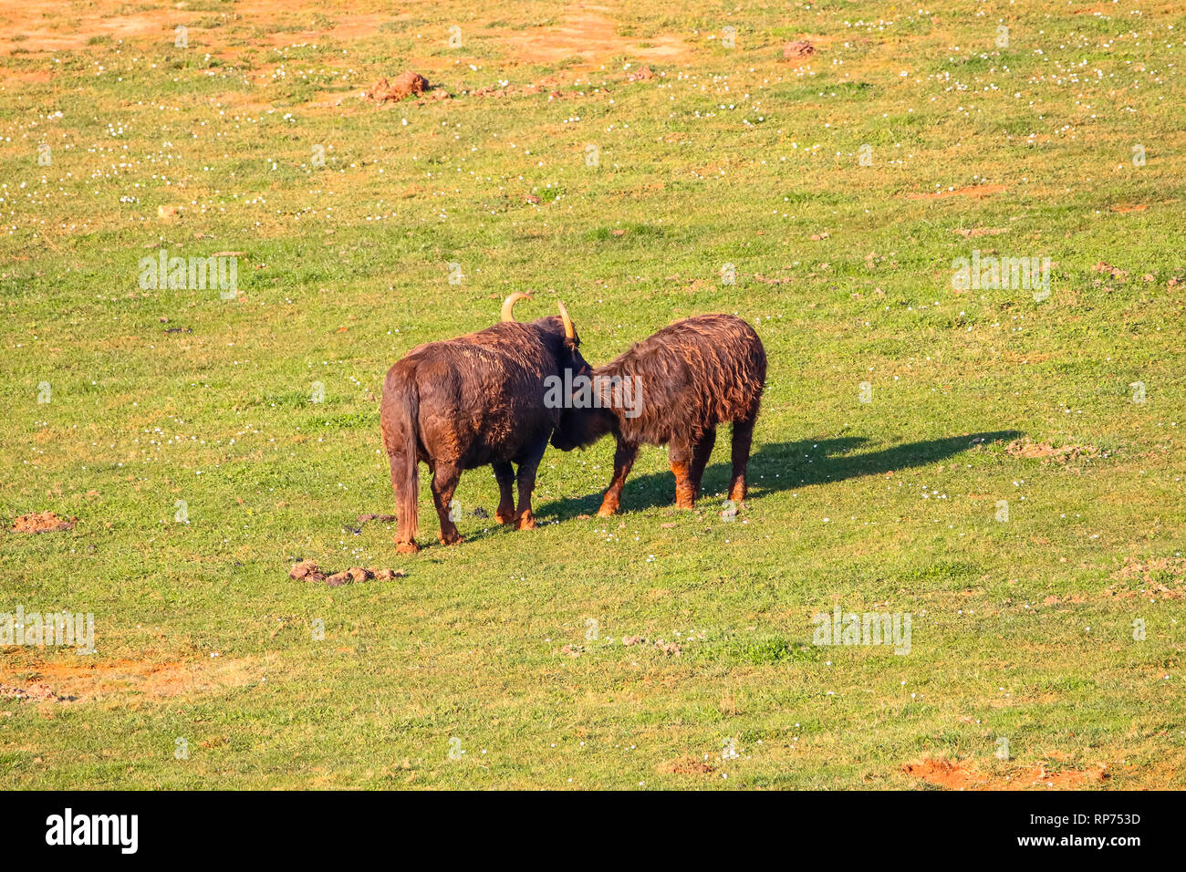 Buffalo in grass field Stock Photo - Alamy