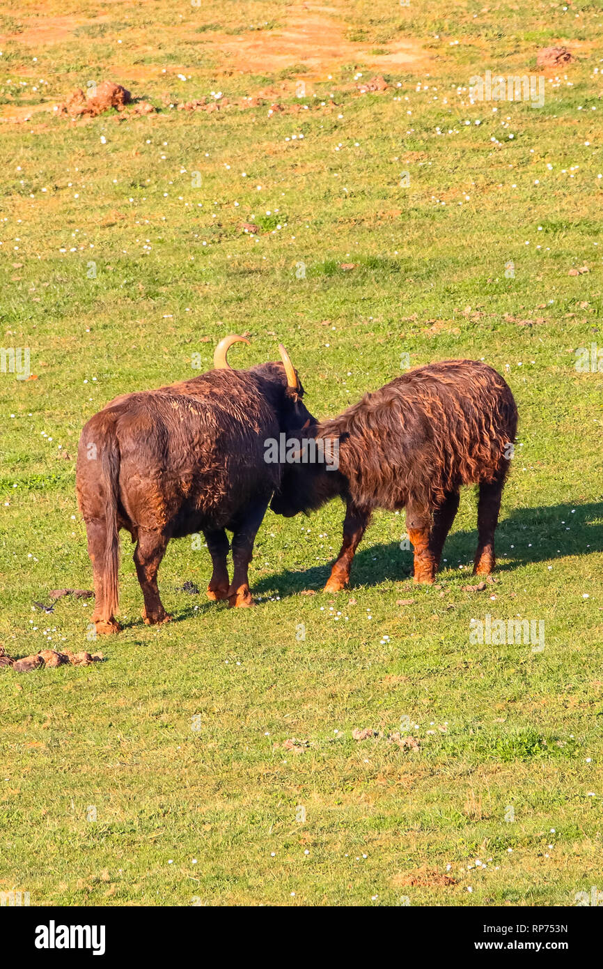 Buffalo in grass field Stock Photo - Alamy