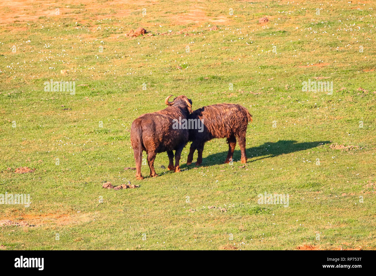 Buffalo in grass field Stock Photo - Alamy