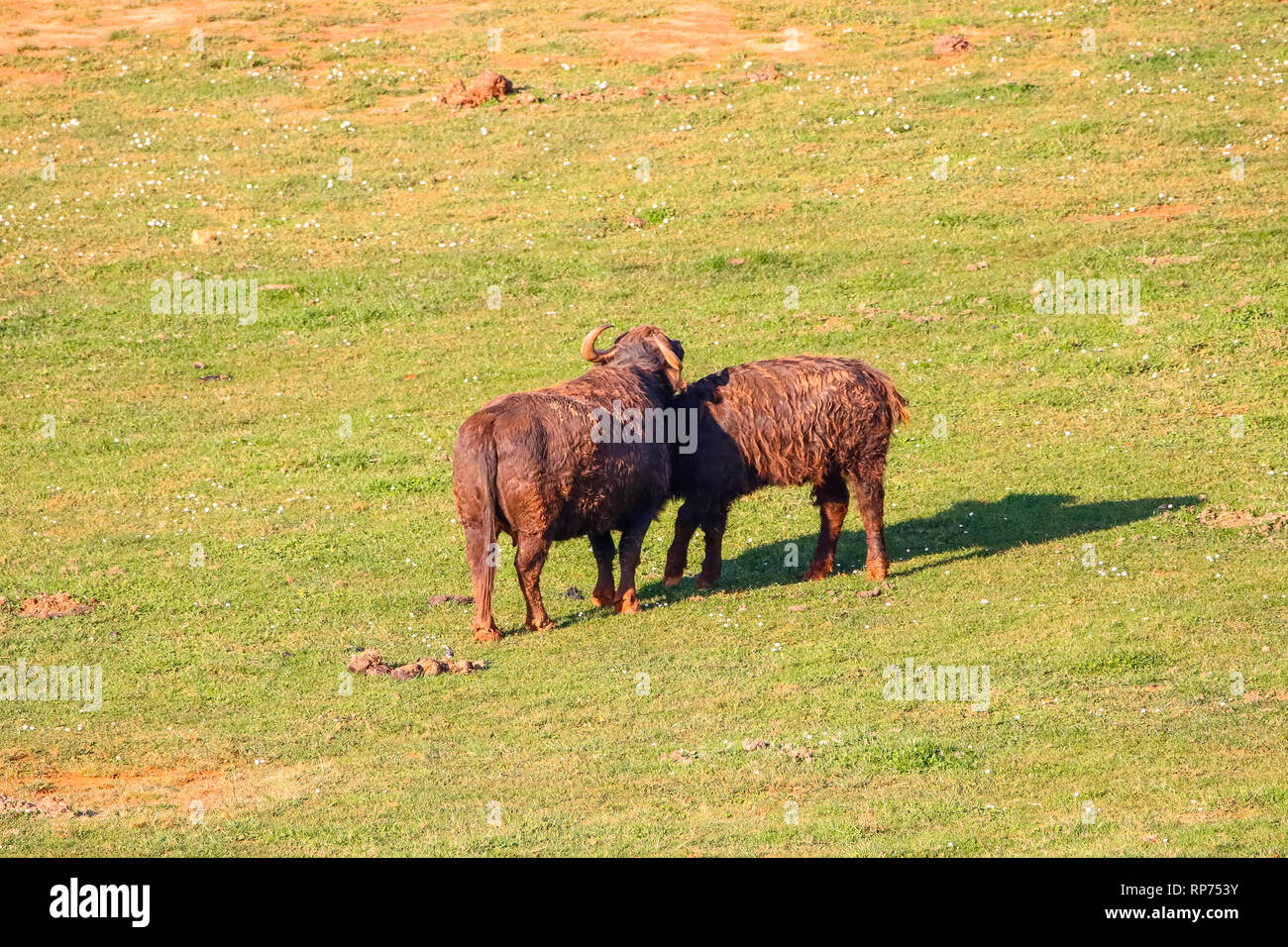 Buffalo in grass field Stock Photo - Alamy