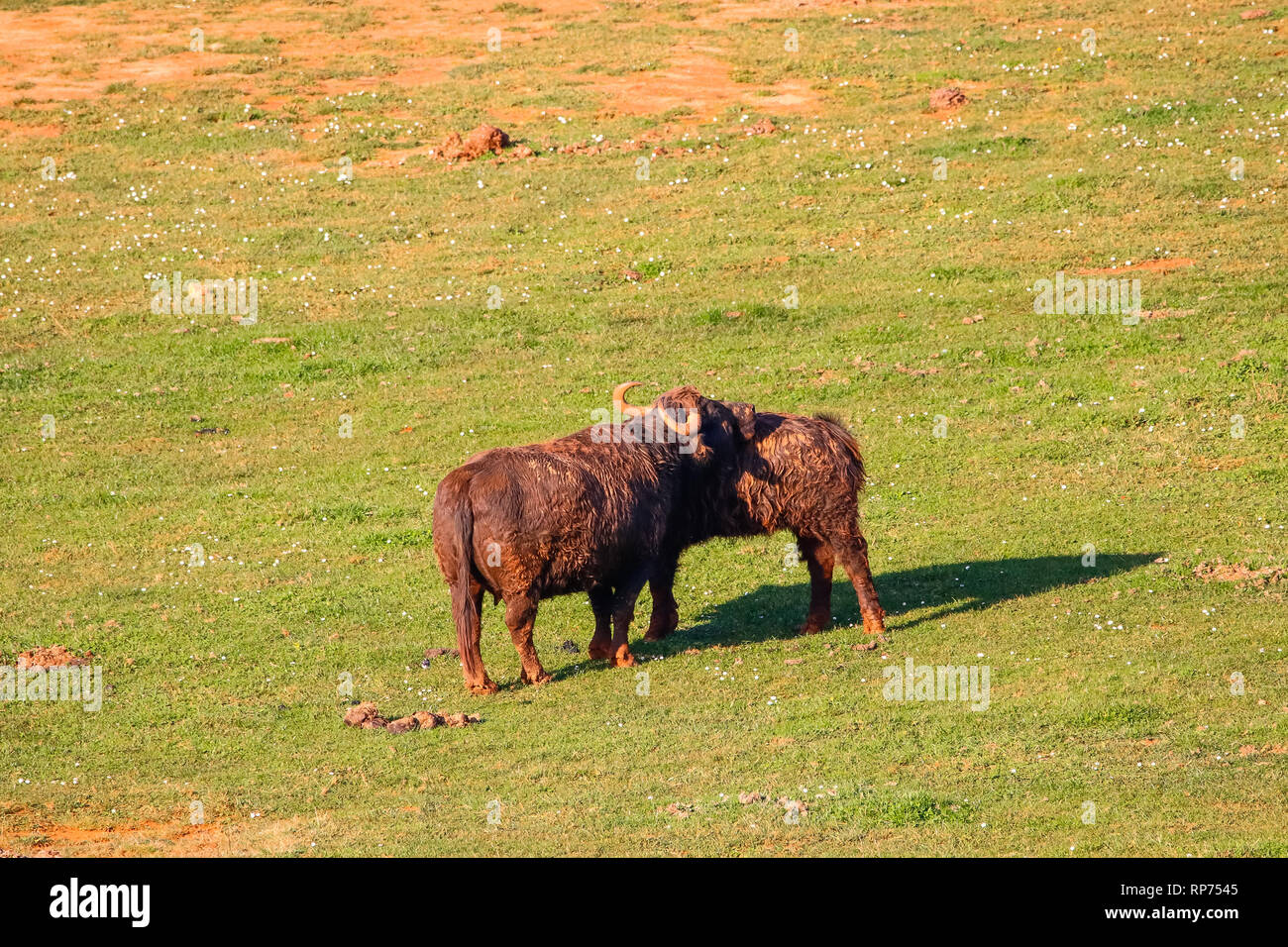 Buffalo in grass field Stock Photo - Alamy