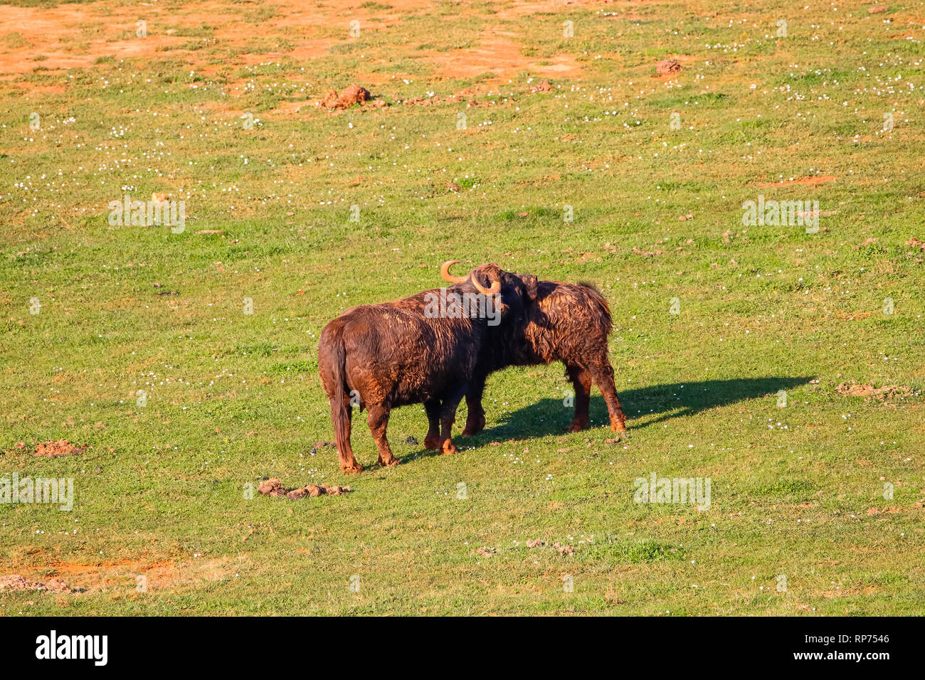 Buffalo in grass field Stock Photo - Alamy