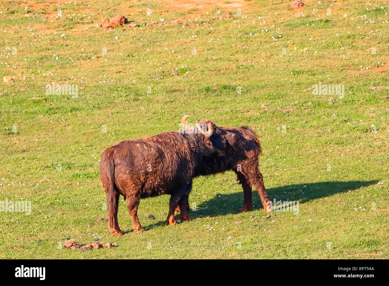 Buffalo in grass field Stock Photo - Alamy