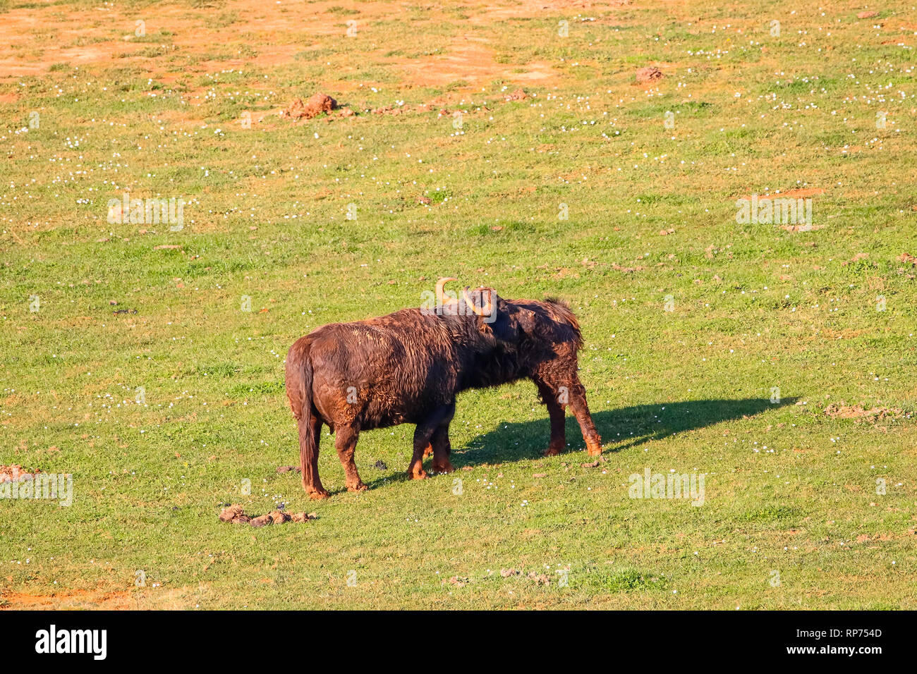 Buffalo in grass field Stock Photo - Alamy