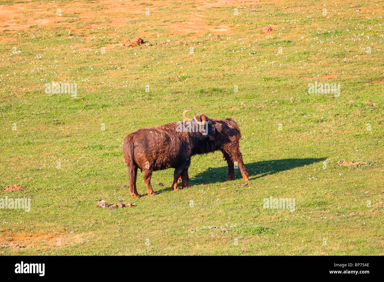 Buffalo in grass field Stock Photo - Alamy
