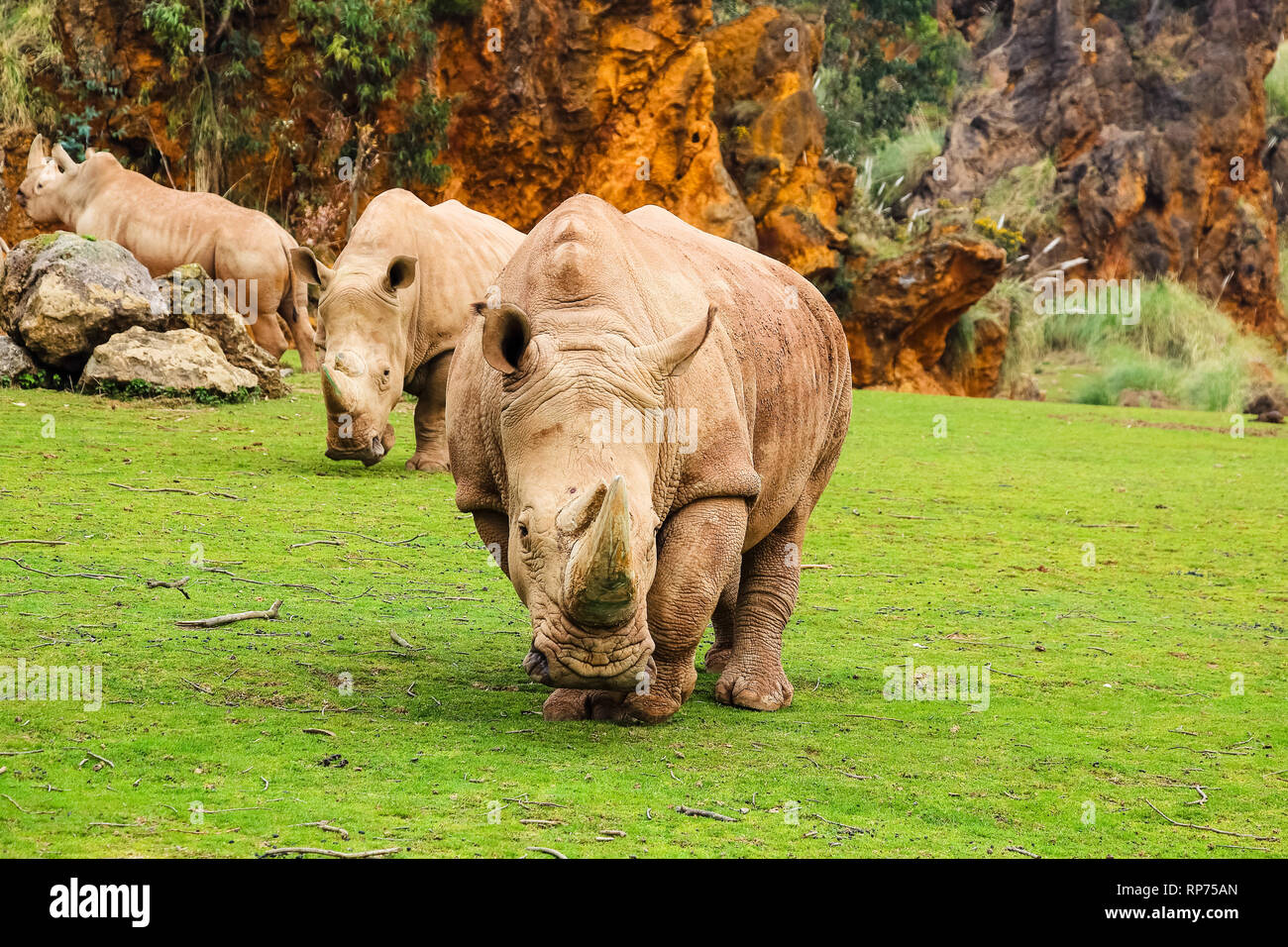White rhinoceros or White Rhino, Ceratotherium simum, with big horn in ...