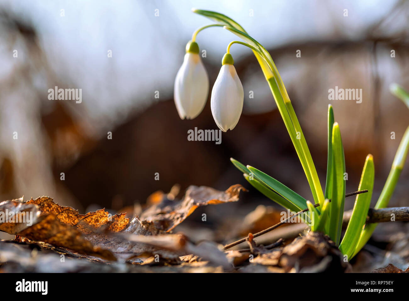 Two snowdrop flowers hi-res stock photography and images - Alamy