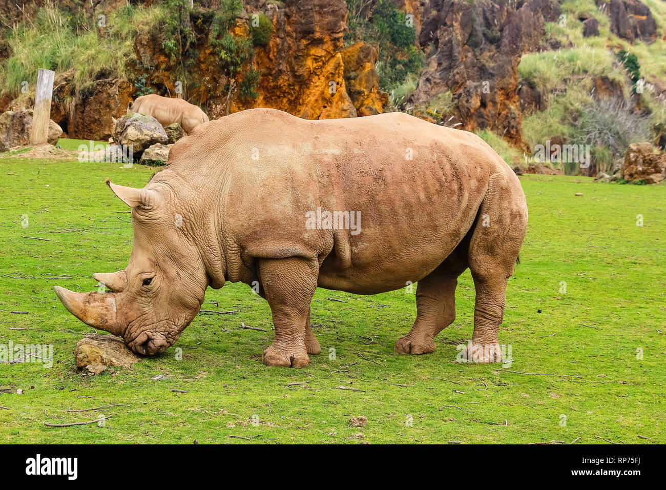 White rhinoceros or White Rhino, Ceratotherium simum, with big horn in ...