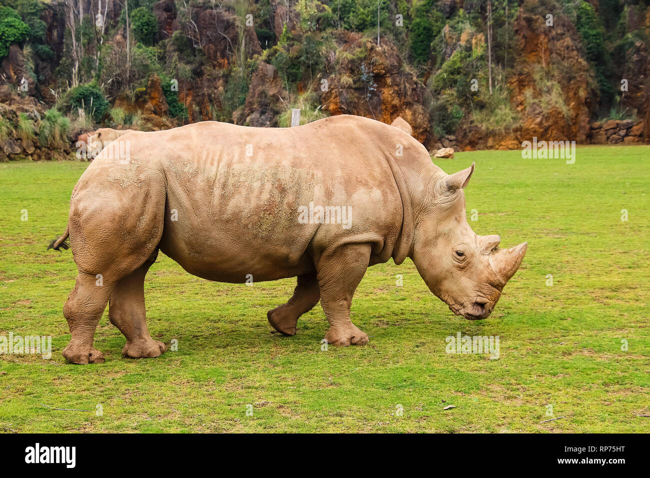 White rhinoceros or White Rhino, Ceratotherium simum, with big horn in ...