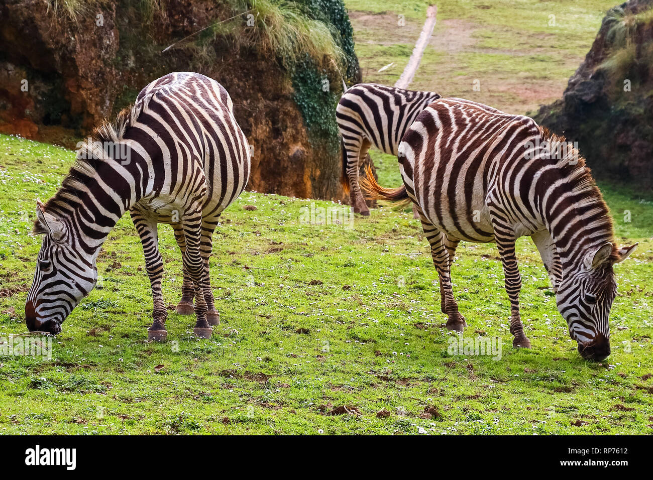 Real zebra animal hi-res stock photography and images - Alamy