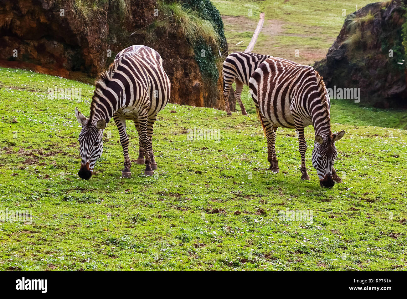 Baby grevy zebra hi-res stock photography and images - Alamy