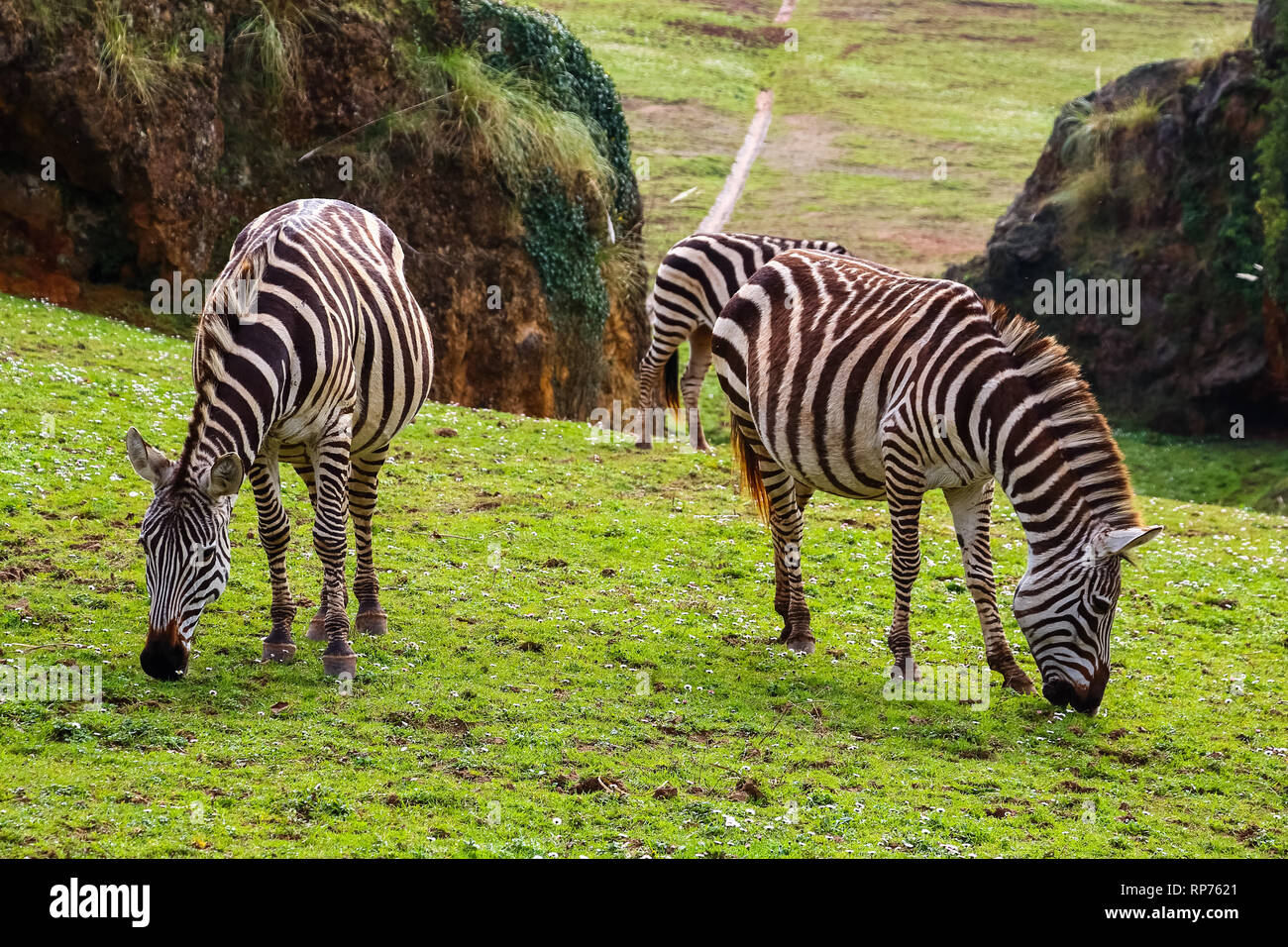 Real zebra animal hi-res stock photography and images - Alamy