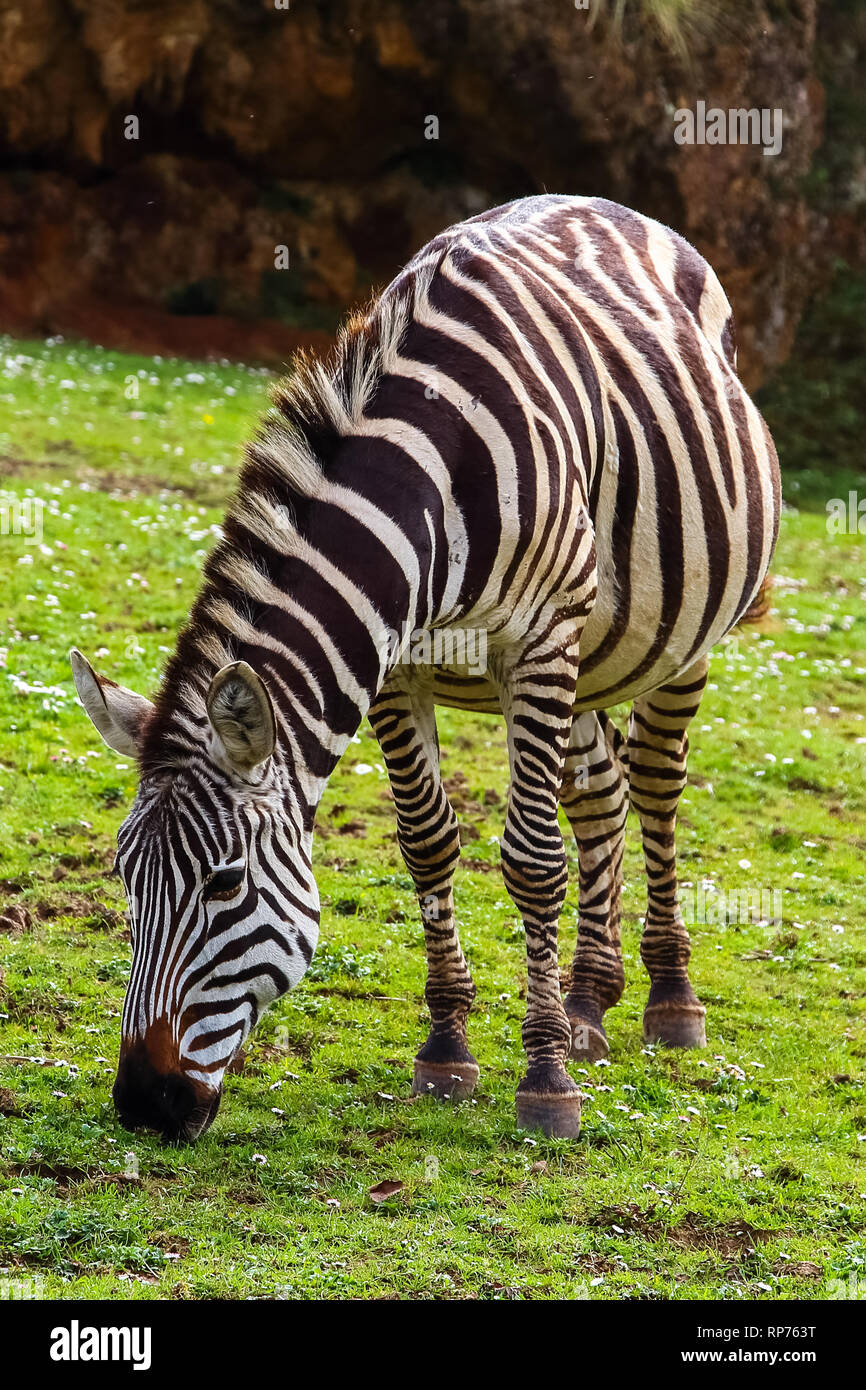 Baby grevy zebra hi-res stock photography and images - Alamy