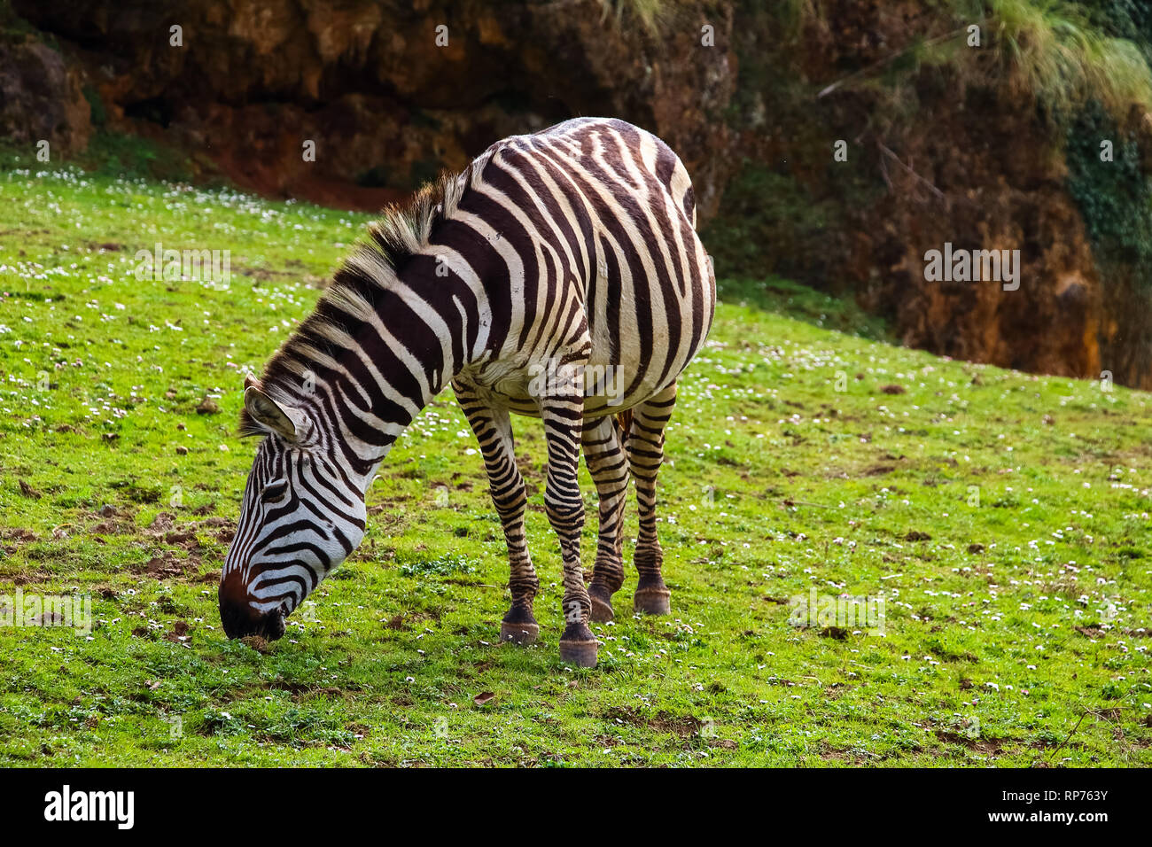 Baby grevy zebra hi-res stock photography and images - Alamy