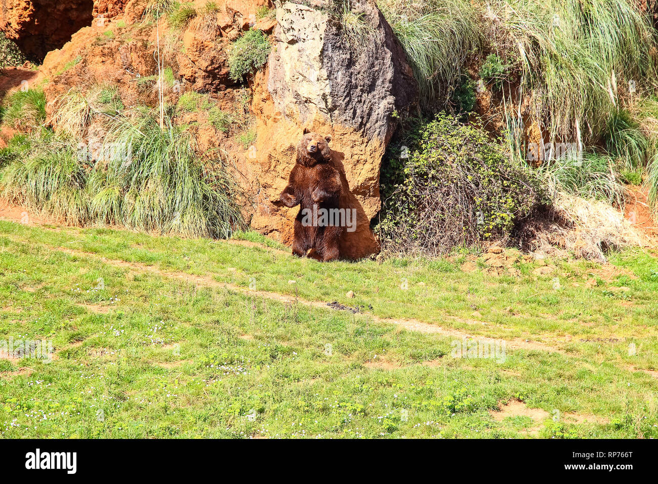 Bear scratches his back on a rock (Ursus arctos) in north Spain Stock ...