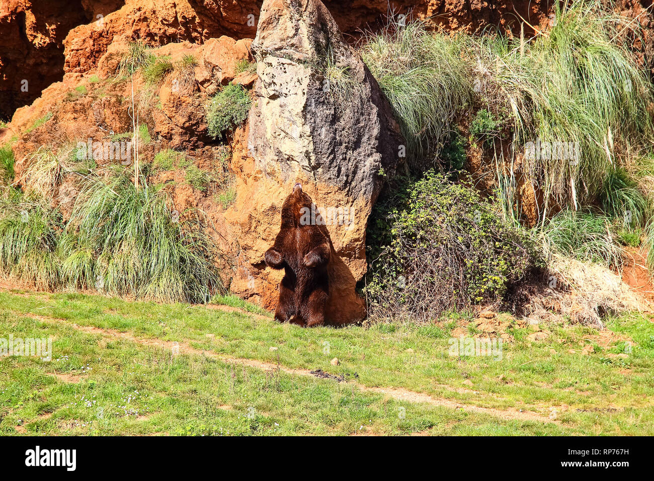 Bear scratches his back on a rock (Ursus arctos) in north Spain Stock ...