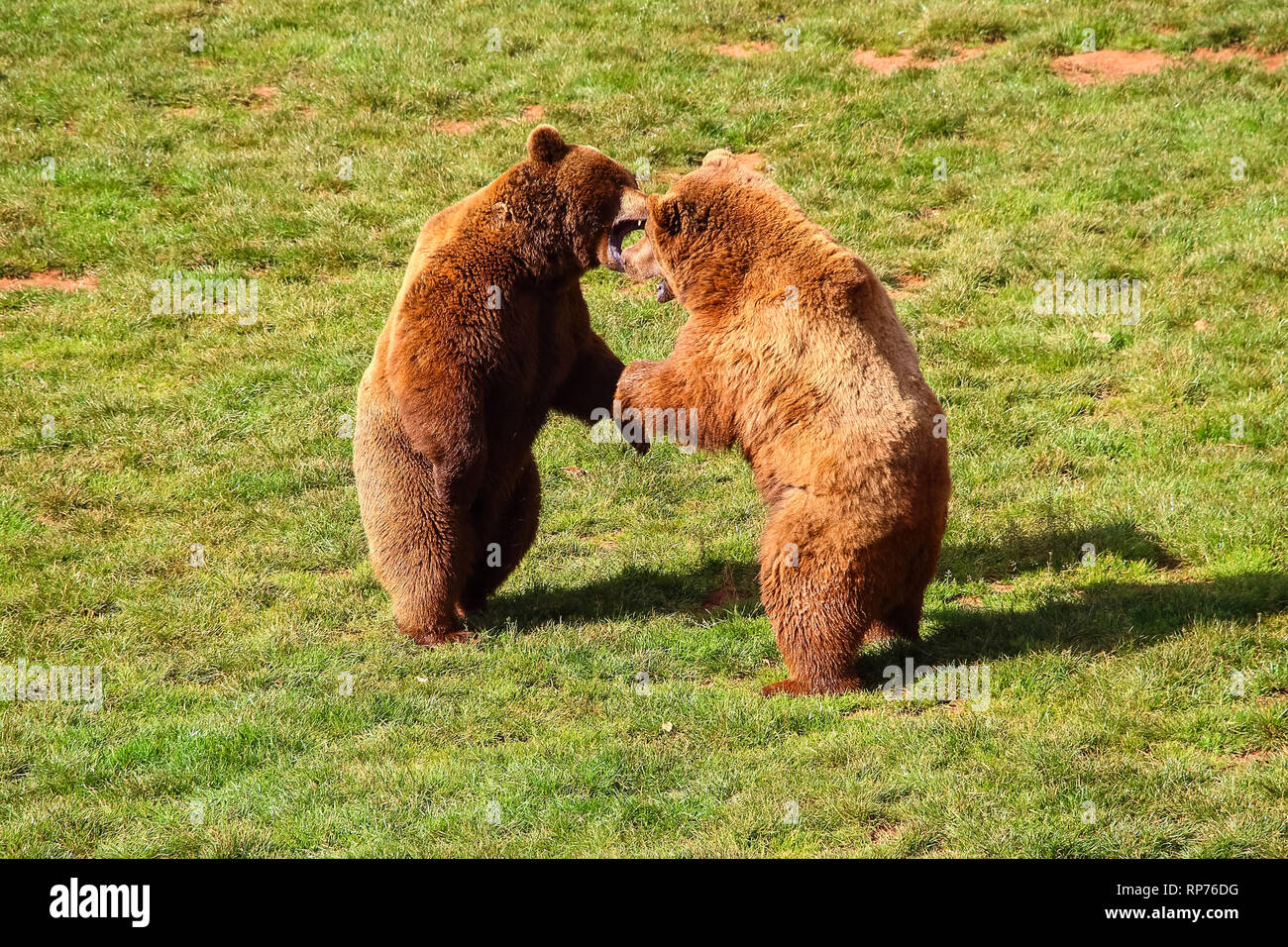 Mother bears fighting hi-res stock photography and images - Alamy