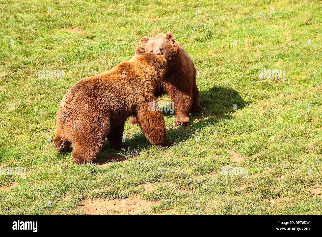 Mother bears fighting hi-res stock photography and images - Alamy