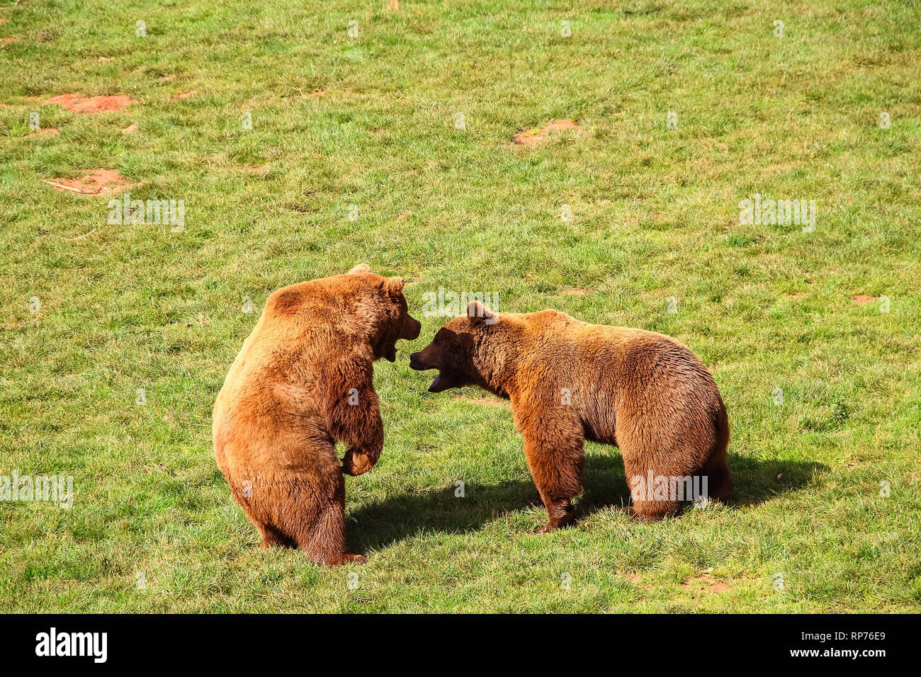 Mother bears fighting hi-res stock photography and images - Alamy