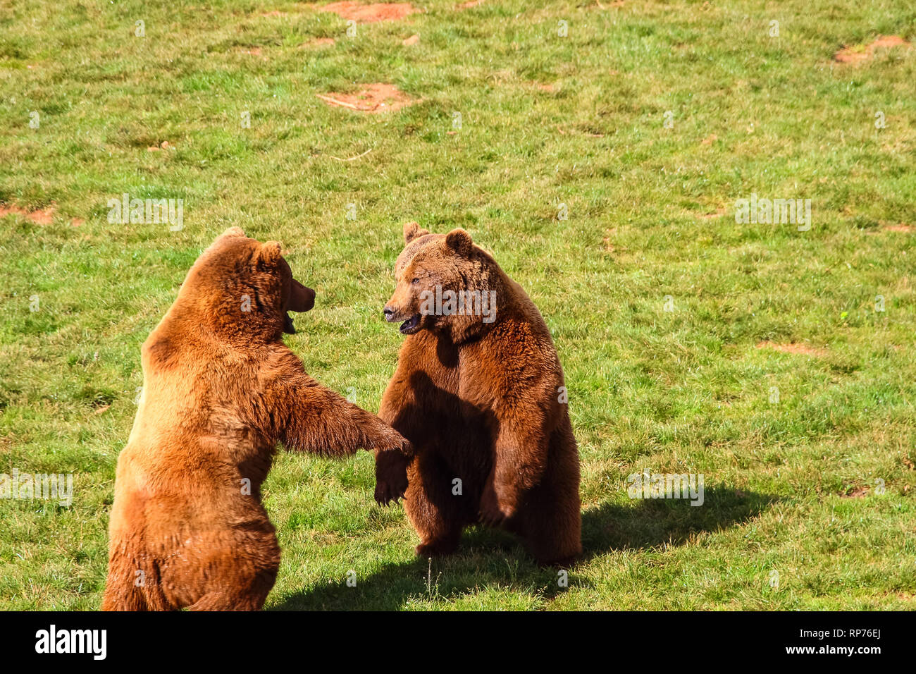 Mother bears fighting hi-res stock photography and images - Alamy