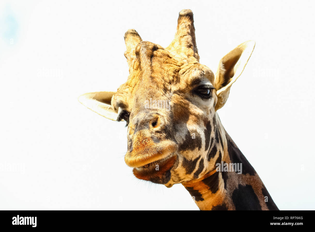 Giraffe (Giraffa camelopardalis) head and face Stock Photo - Alamy