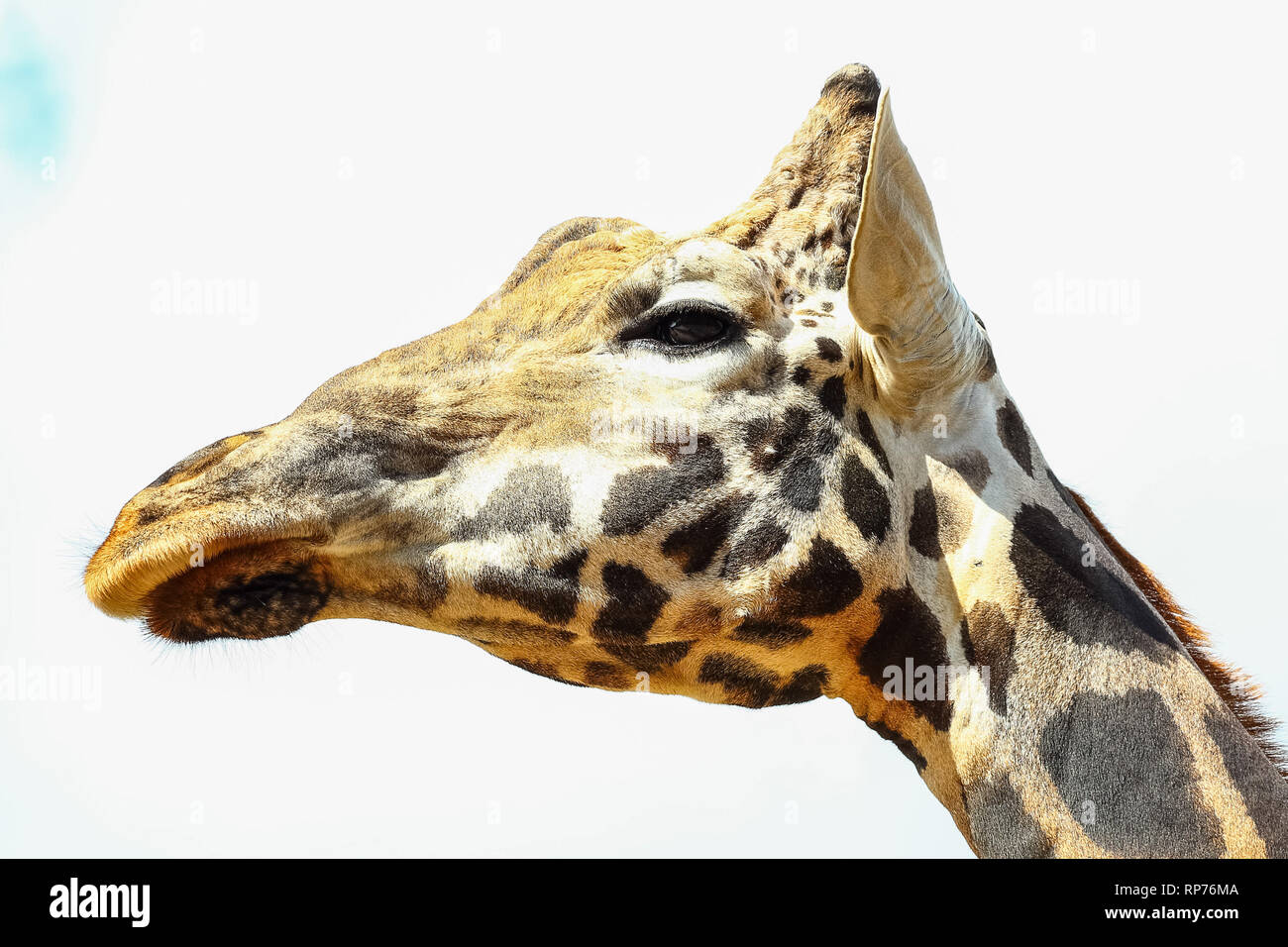 Giraffe (Giraffa camelopardalis) head and face Stock Photo - Alamy