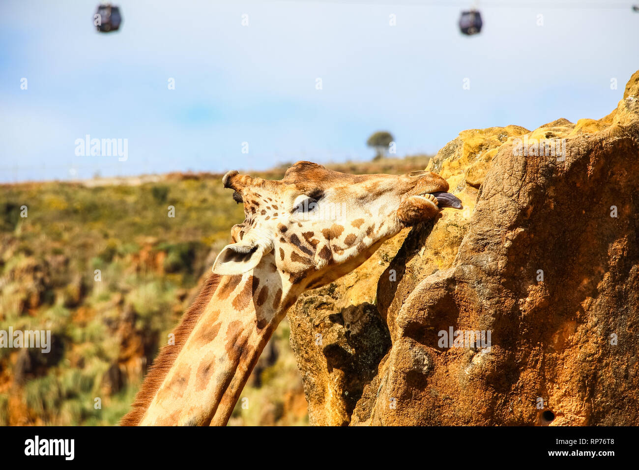 Giraffe (Giraffa camelopardalis) head and face, sucks the rock to ...
