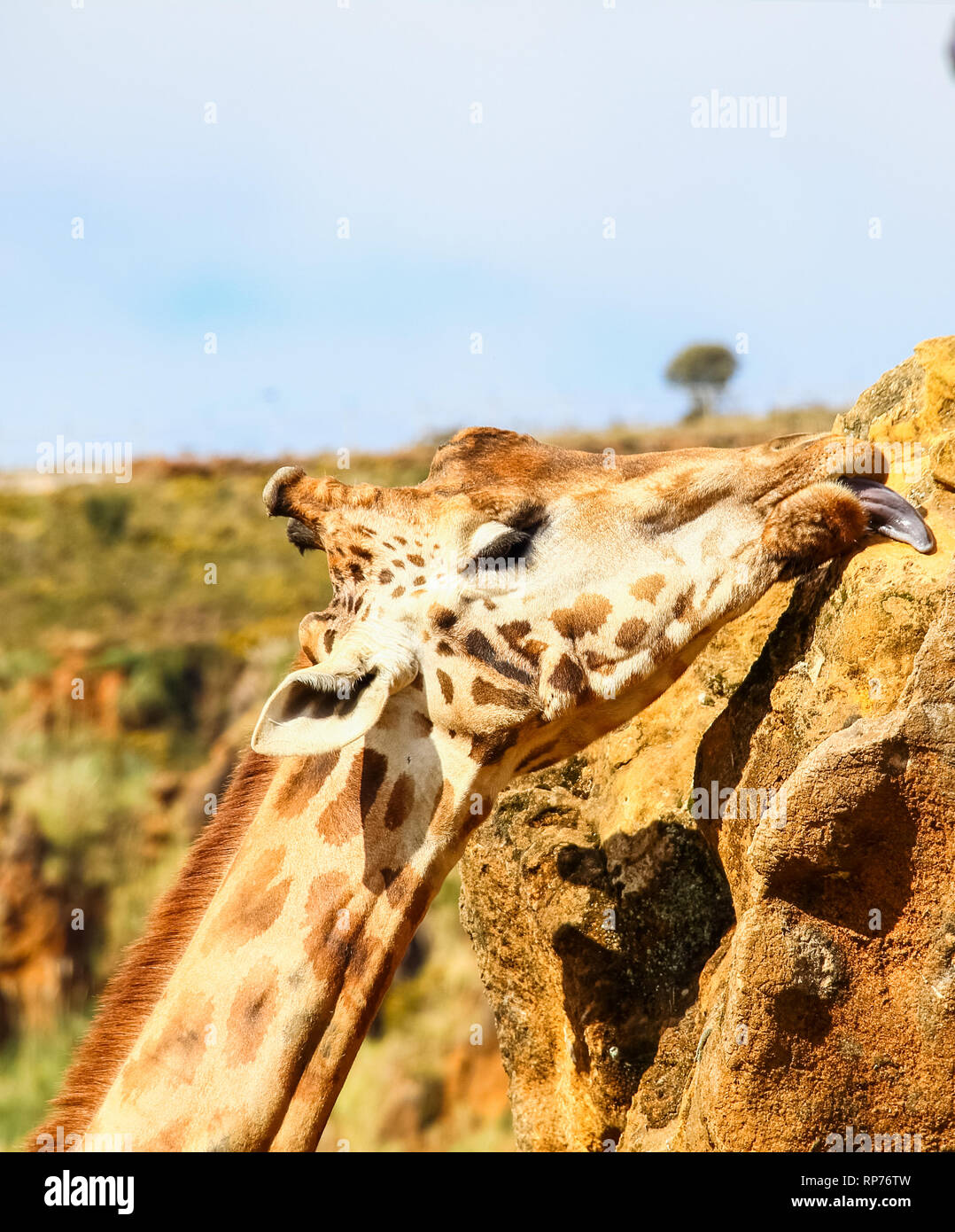 Giraffe (Giraffa camelopardalis) head and face, sucks the rock to ...