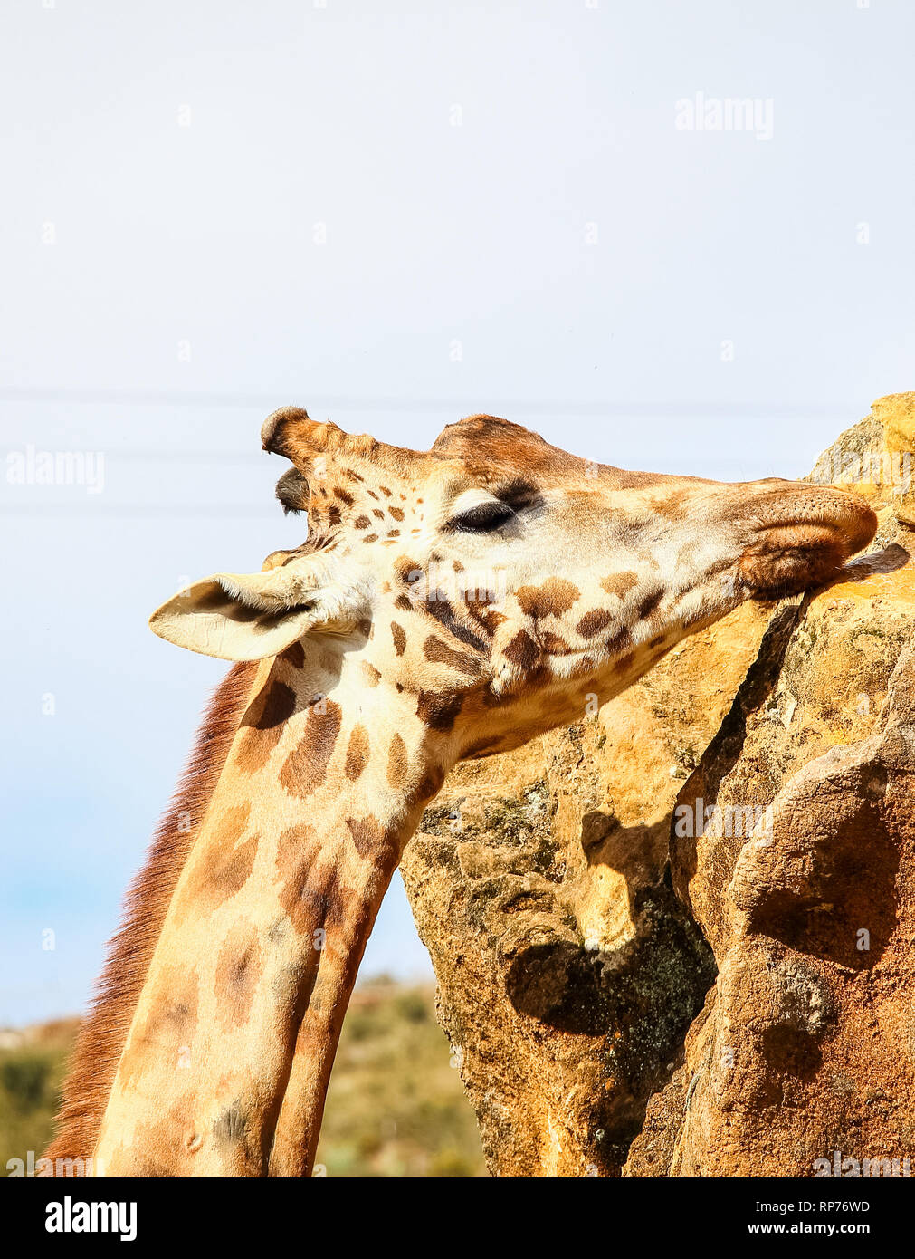 Giraffe (Giraffa camelopardalis) head and face, sucks the rock to ...