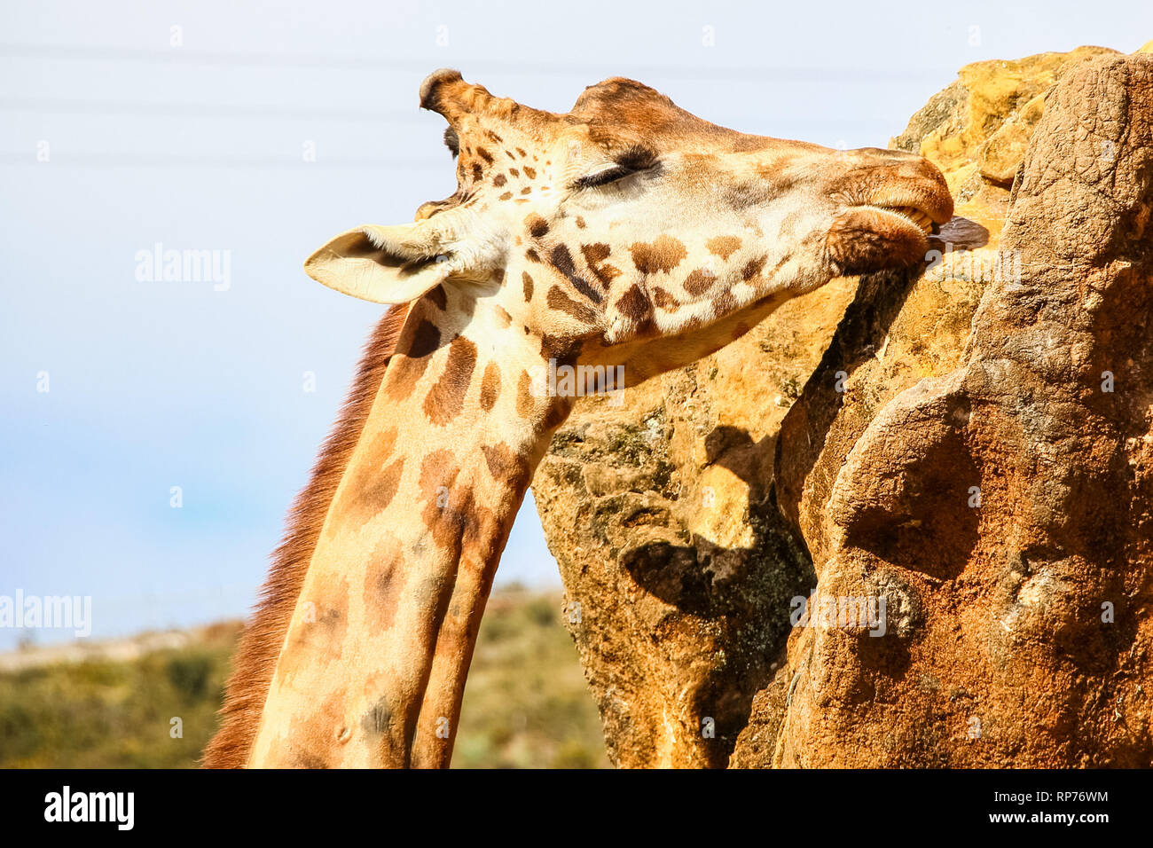 Giraffe (Giraffa camelopardalis) head and face, sucks the rock to ...