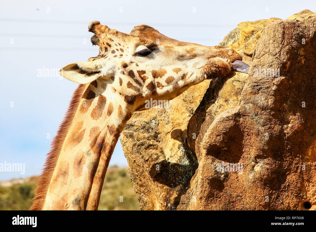 Giraffe (Giraffa camelopardalis) head and face, sucks the rock to ...