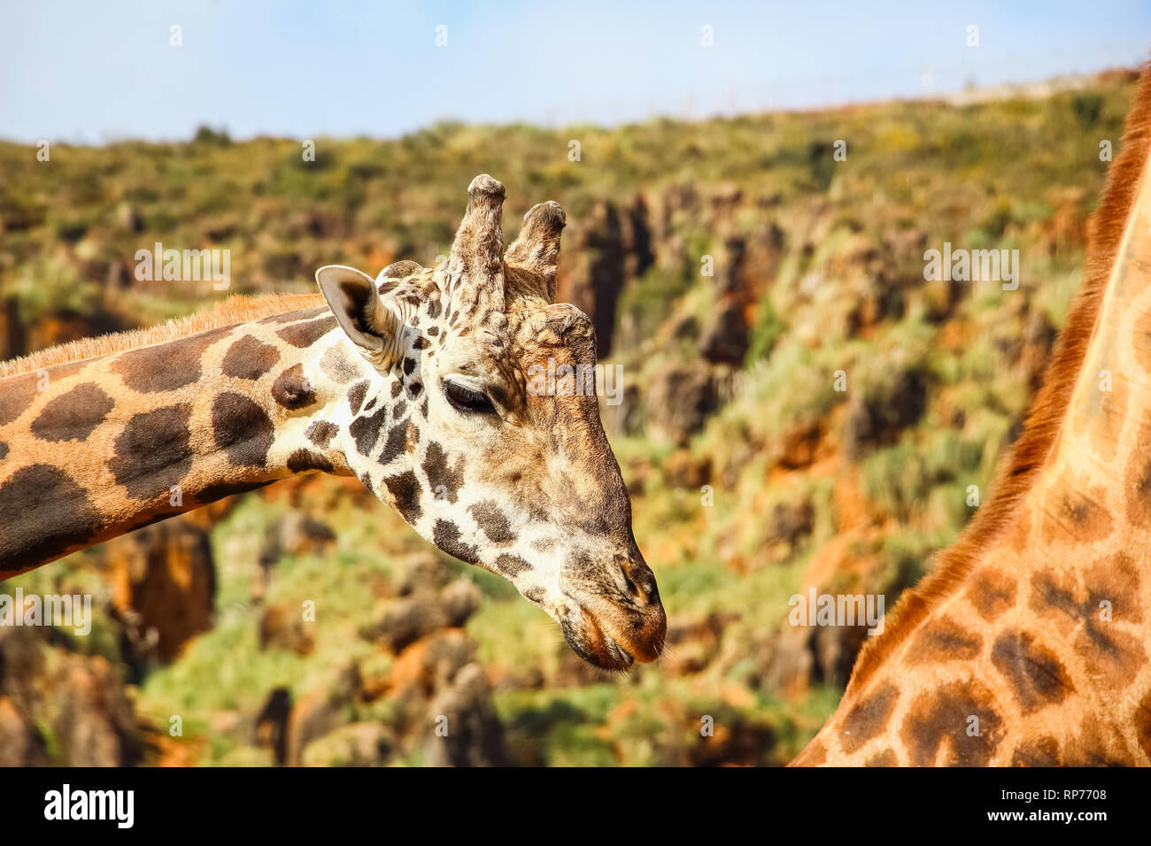 Giraffe (Giraffa camelopardalis) head and face Stock Photo - Alamy