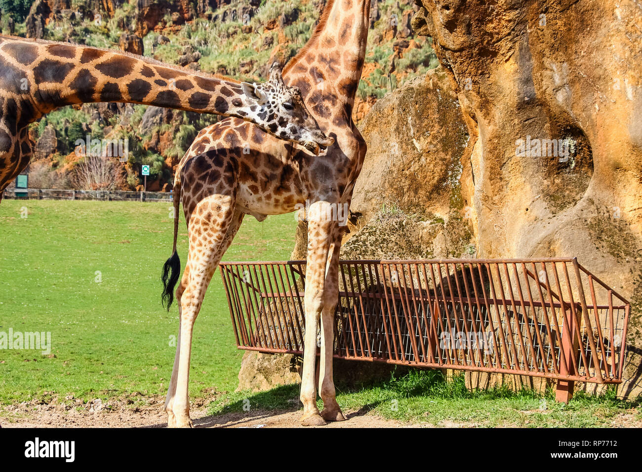 Giraffes (Giraffa camelopardalis Stock Photo - Alamy