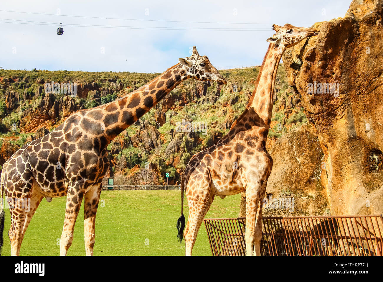 Giraffes (Giraffa camelopardalis) sucks the rock to obtain vitamins and ...