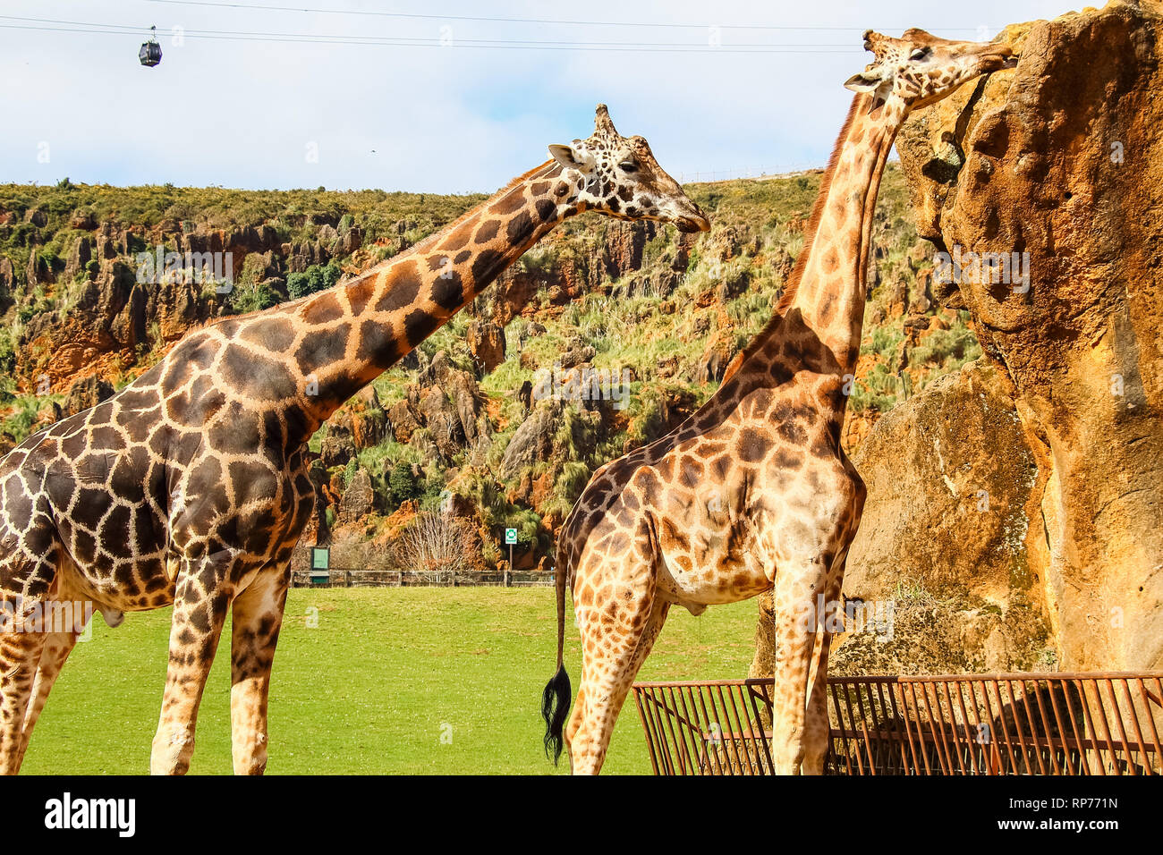Giraffes (Giraffa camelopardalis) sucks the rock to obtain vitamins and ...
