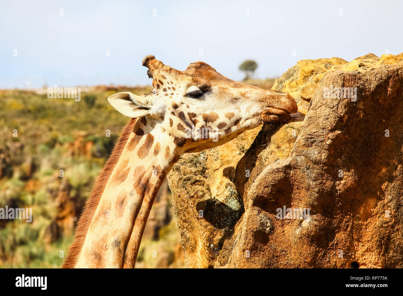Giraffe (Giraffa camelopardalis) head and face, sucks the rock to ...