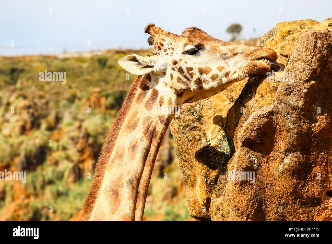 Giraffe (Giraffa camelopardalis) head and face, sucks the rock to ...