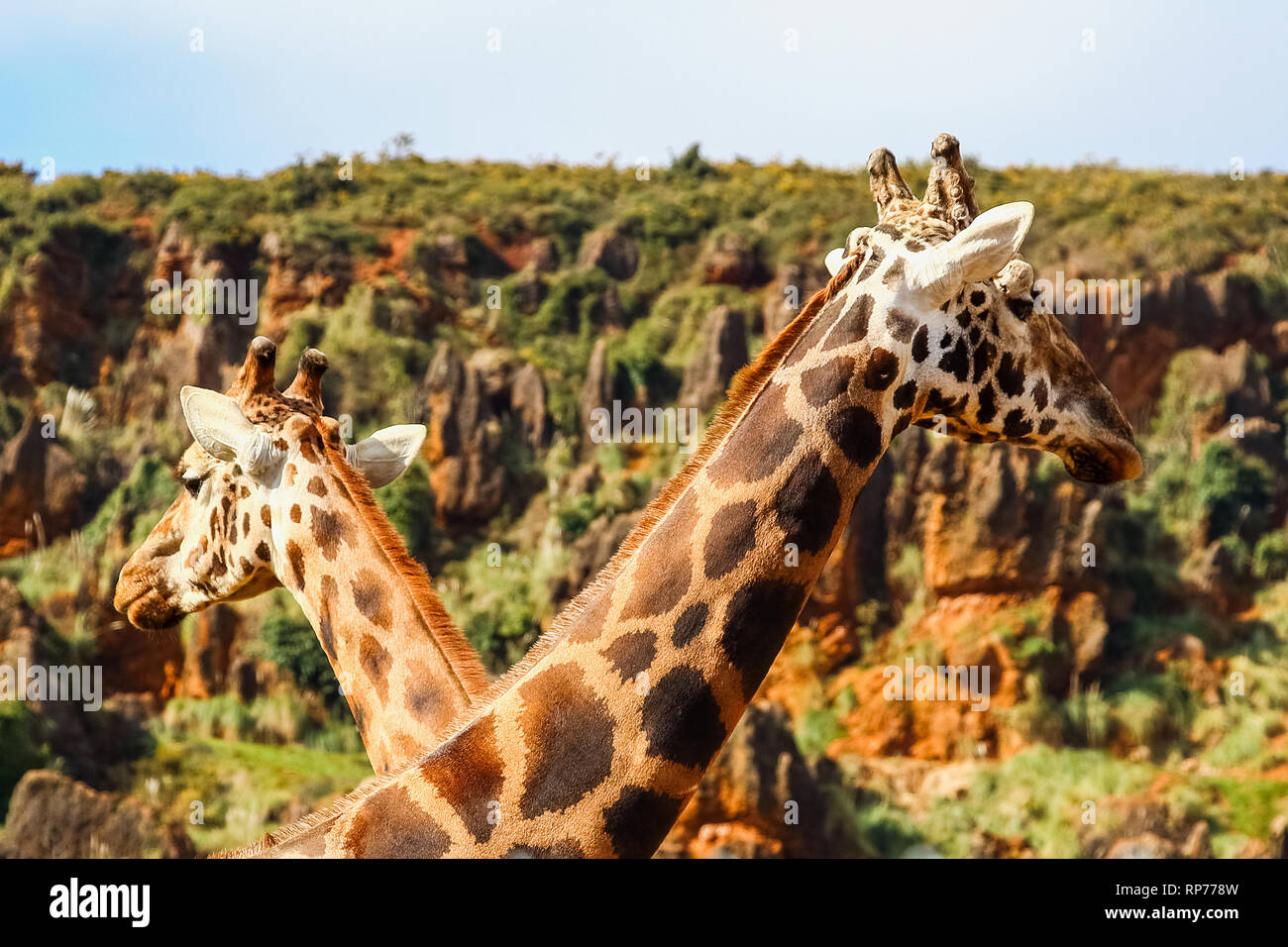 Giraffes (Giraffa camelopardalis Stock Photo - Alamy