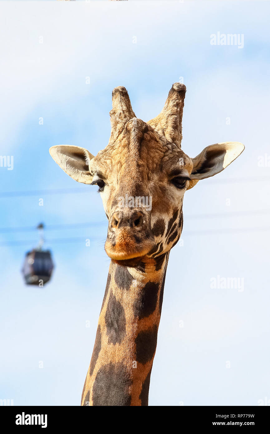 Giraffe (Giraffa camelopardalis) head and face Stock Photo - Alamy
