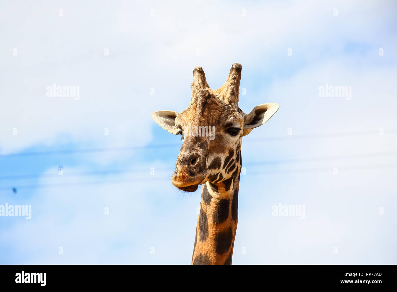 Giraffe (Giraffa camelopardalis) head and face Stock Photo - Alamy