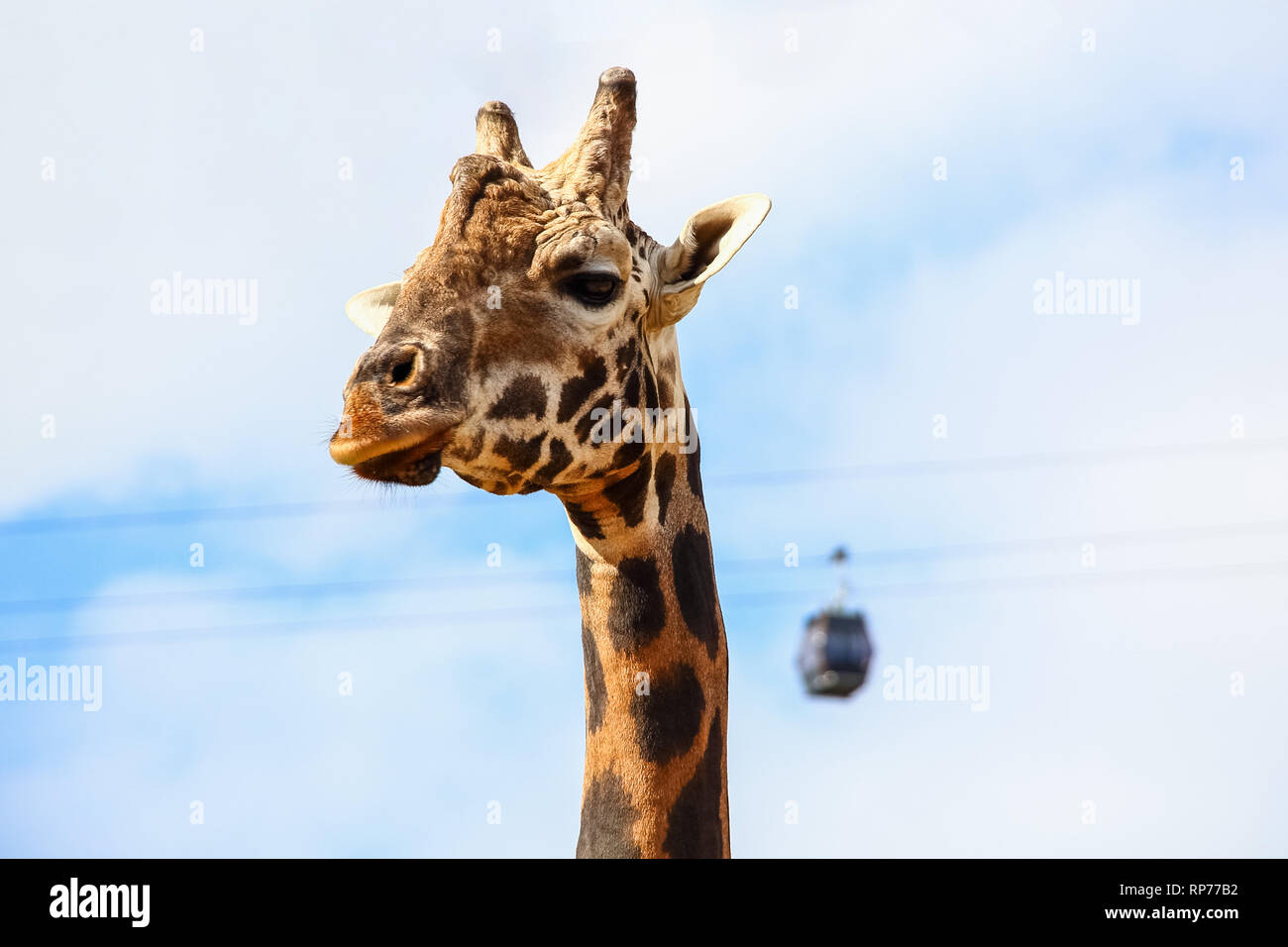 Giraffe (Giraffa camelopardalis) head and face Stock Photo - Alamy