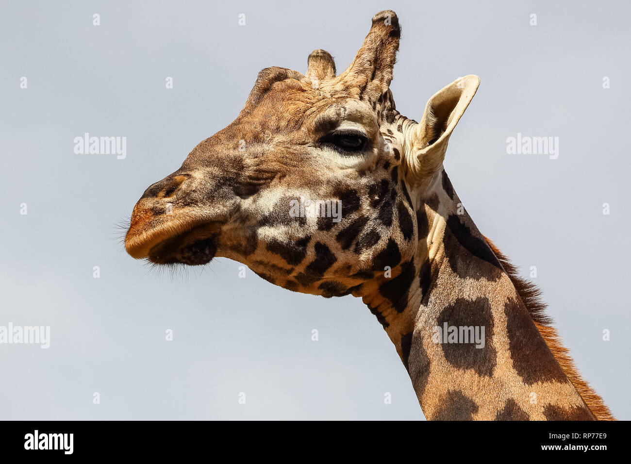 Giraffe (Giraffa camelopardalis) head and face Stock Photo - Alamy