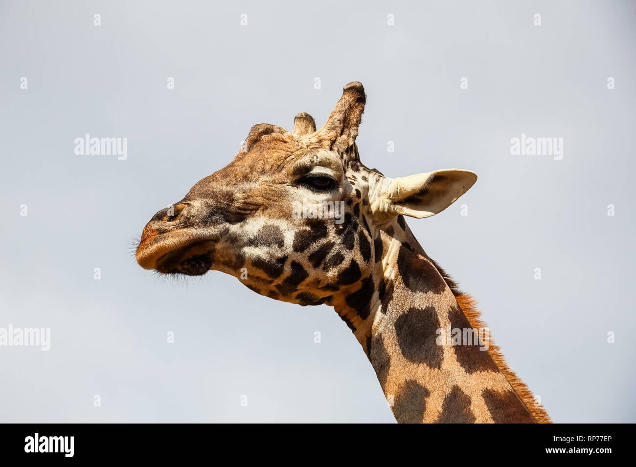 Giraffe (Giraffa camelopardalis) head and face within Cabarceno Natural ...
